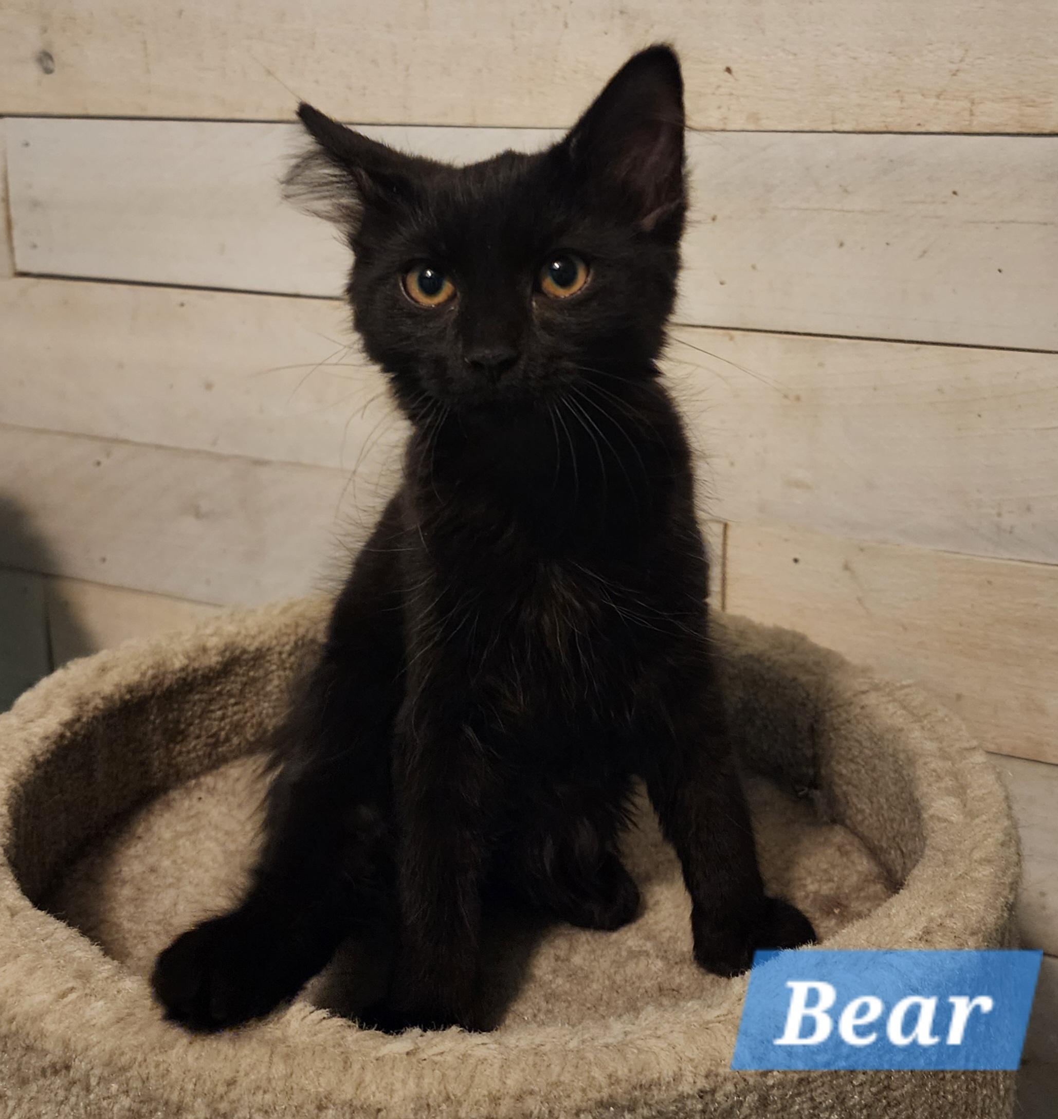 Cat for adoption - Bear, a Domestic Long Hair in Irwin, PA | Petfinder