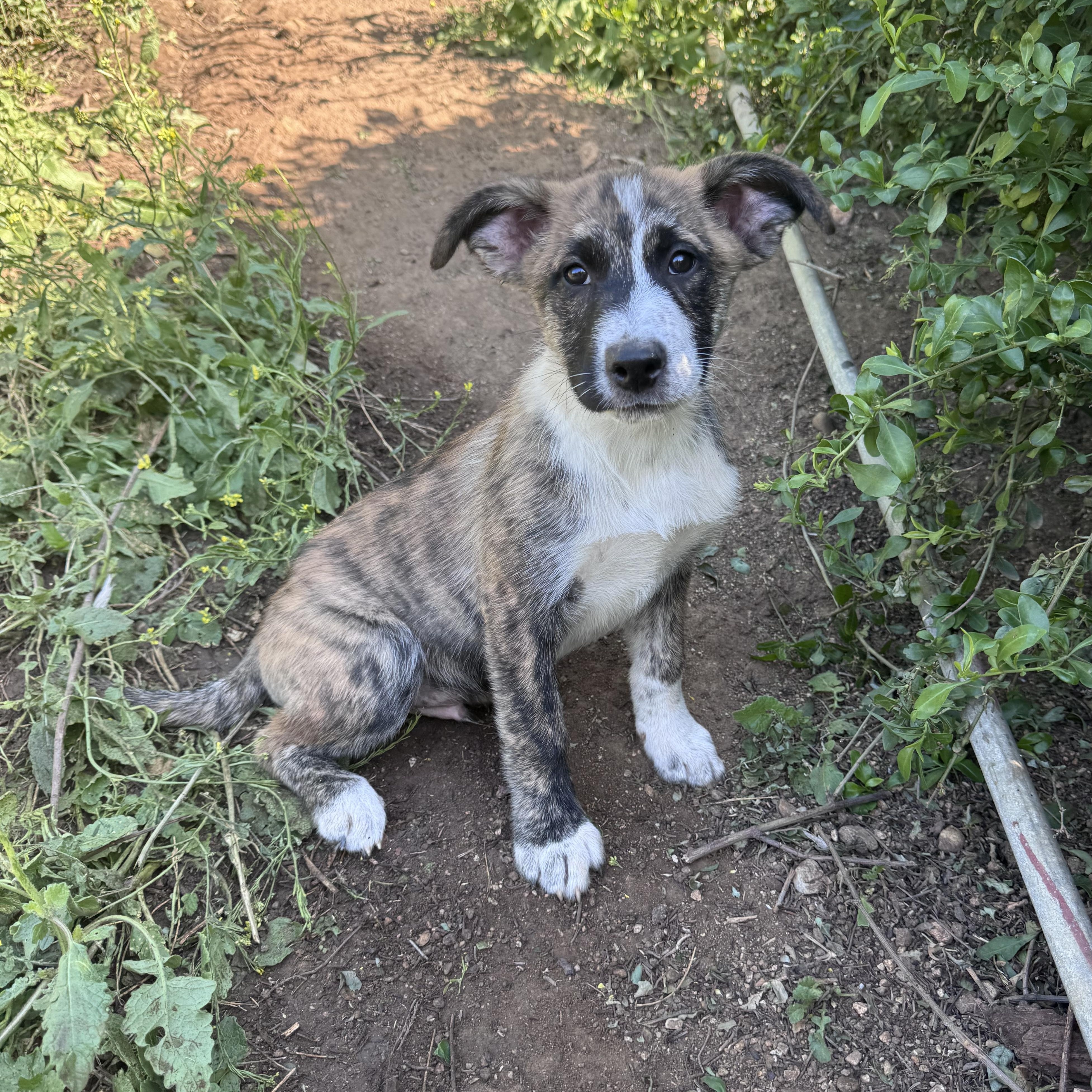 James Dean - Adoptable Pet | Petfinder | Petfinder