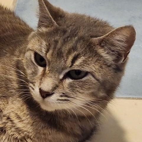 Cat Gallery – Danbury Animal Welfare Society