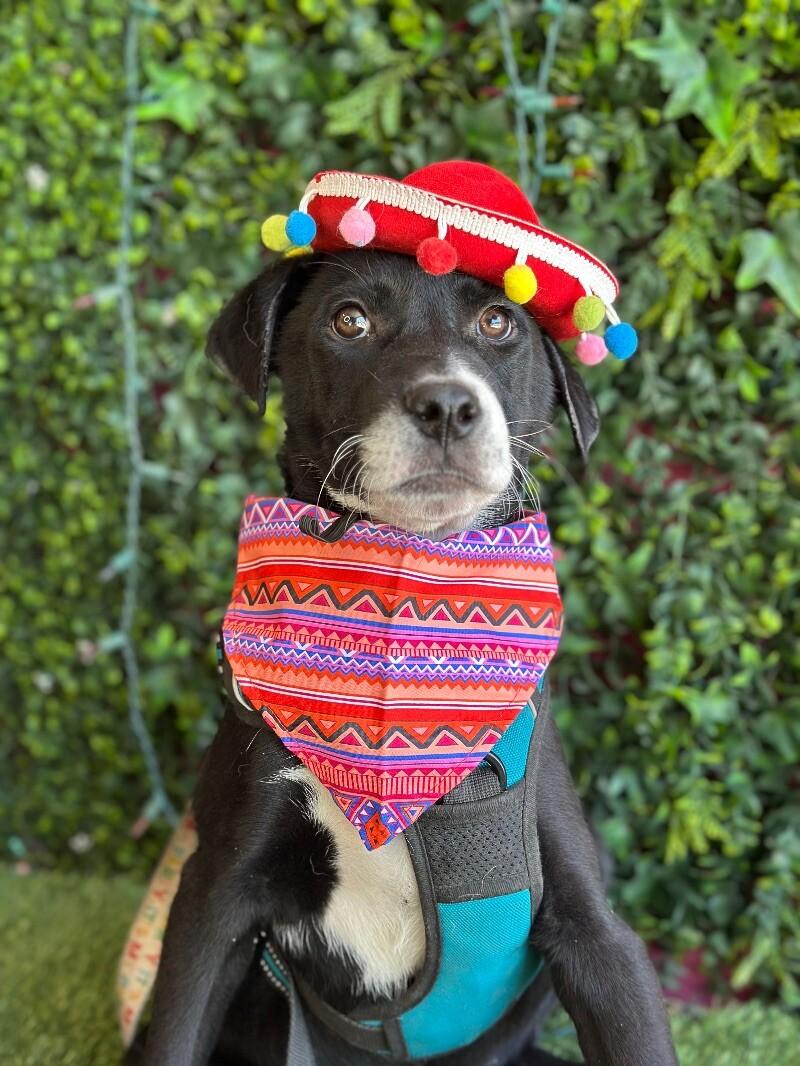 Dog for adoption - Archie, a German Shorthaired Pointer & Black ...