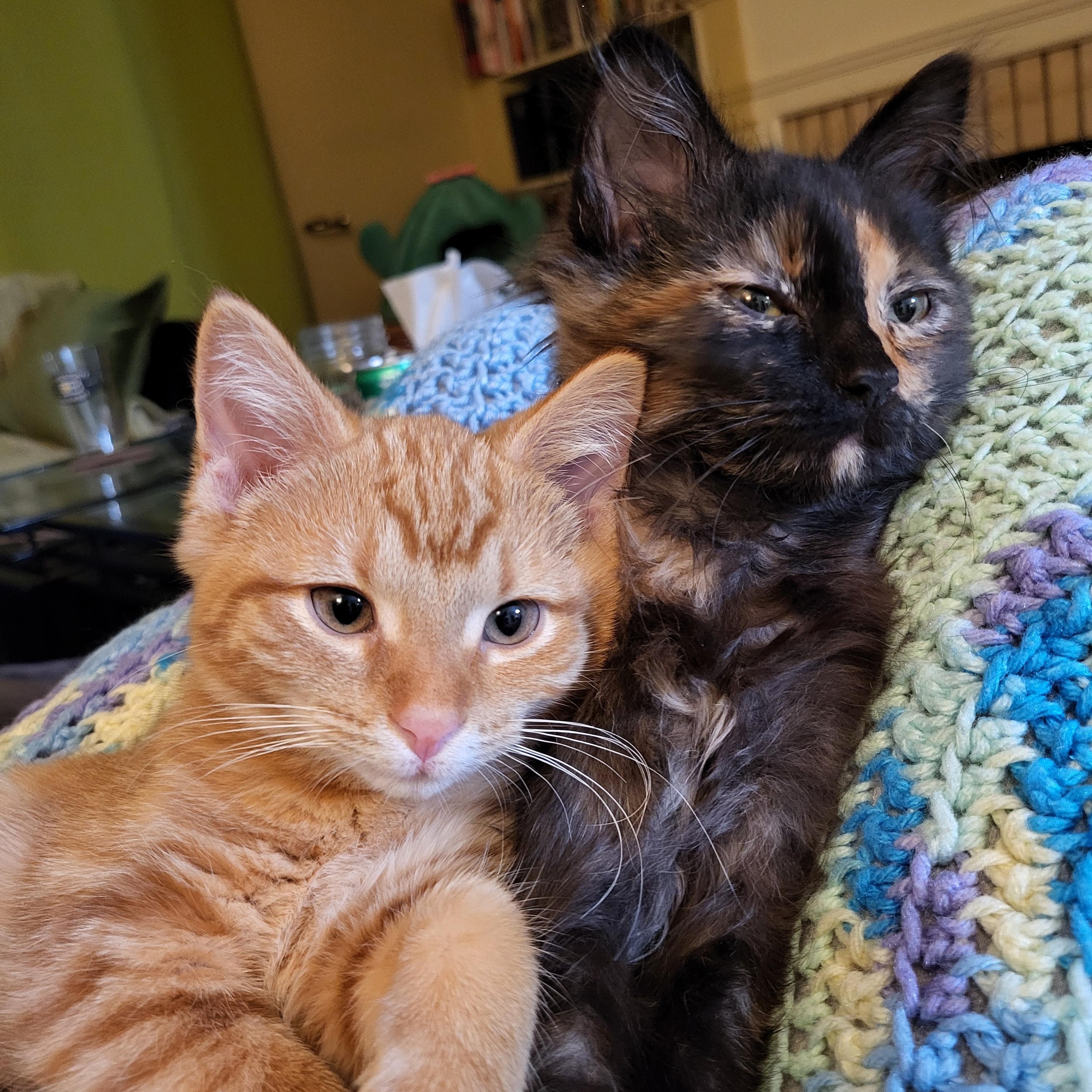 Olay - Adoptable Pet | Petfinder | Petfinder
