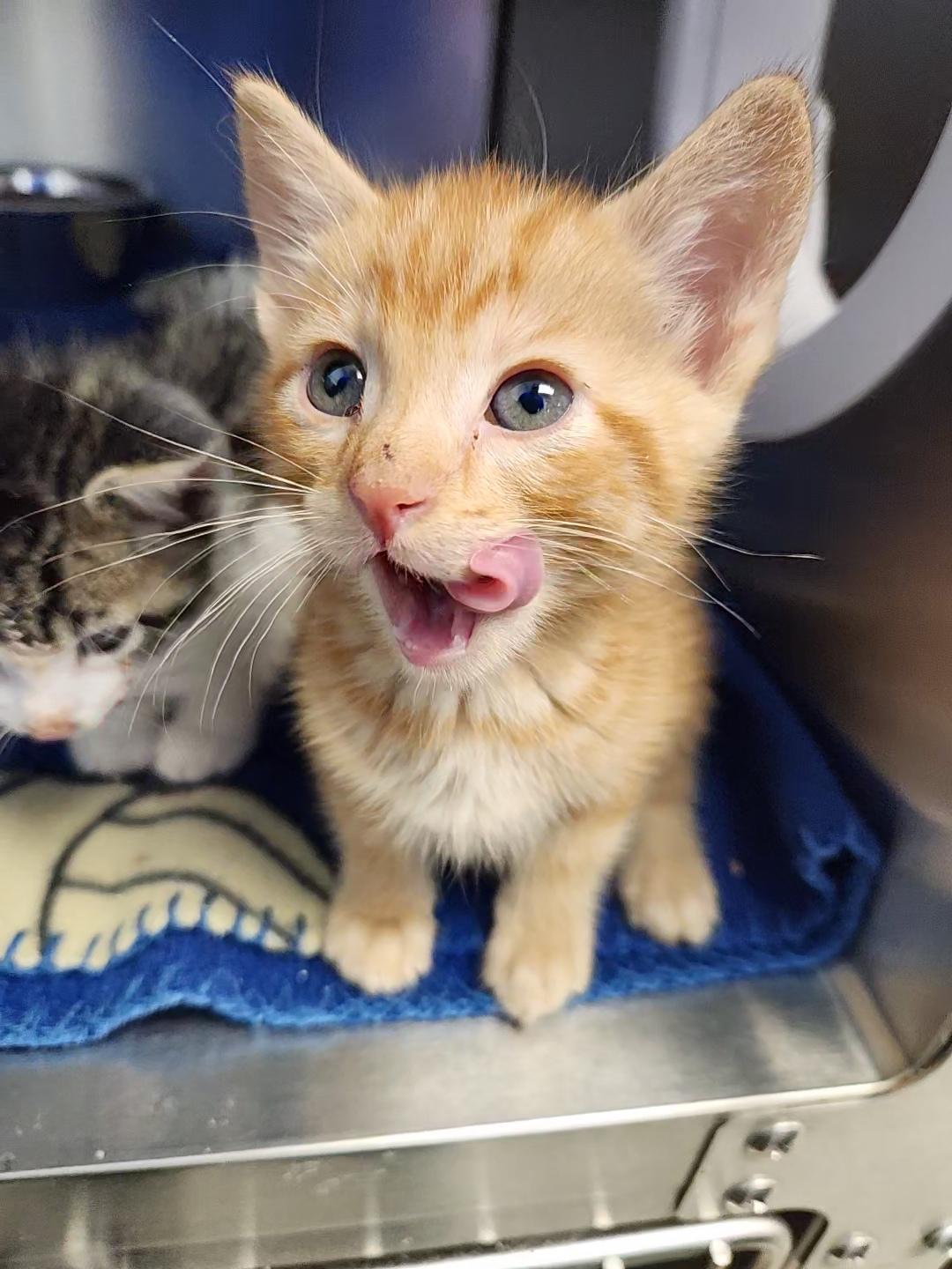 Cat for adoption - Comet, a Domestic Short Hair in Liberty, MO | Petfinder