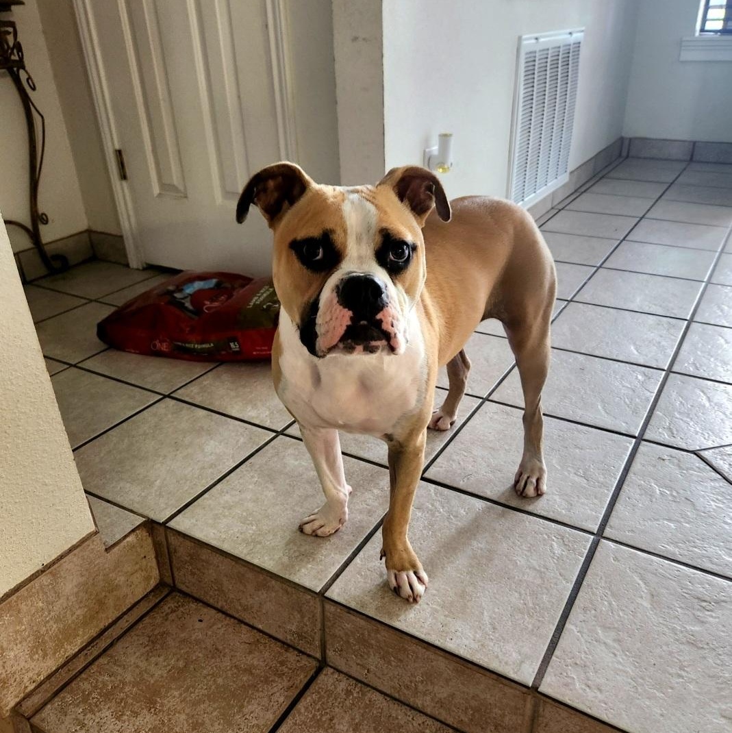 Dog for adoption - Rockee Rae, an American Bulldog & Boxer Mix in ...