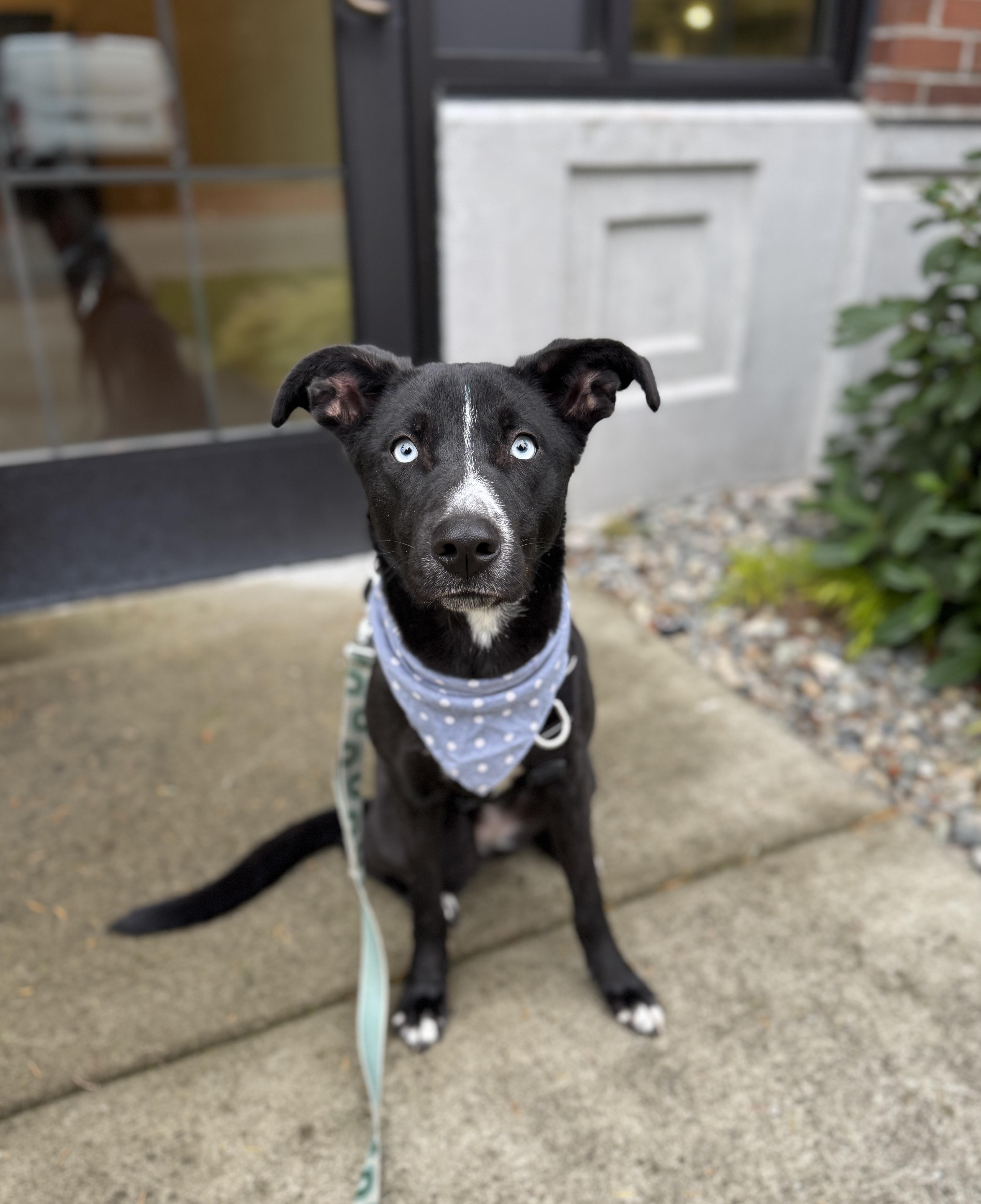 Dog for adoption - Roo, a Border Collie & Labrador Retriever Mix in ...