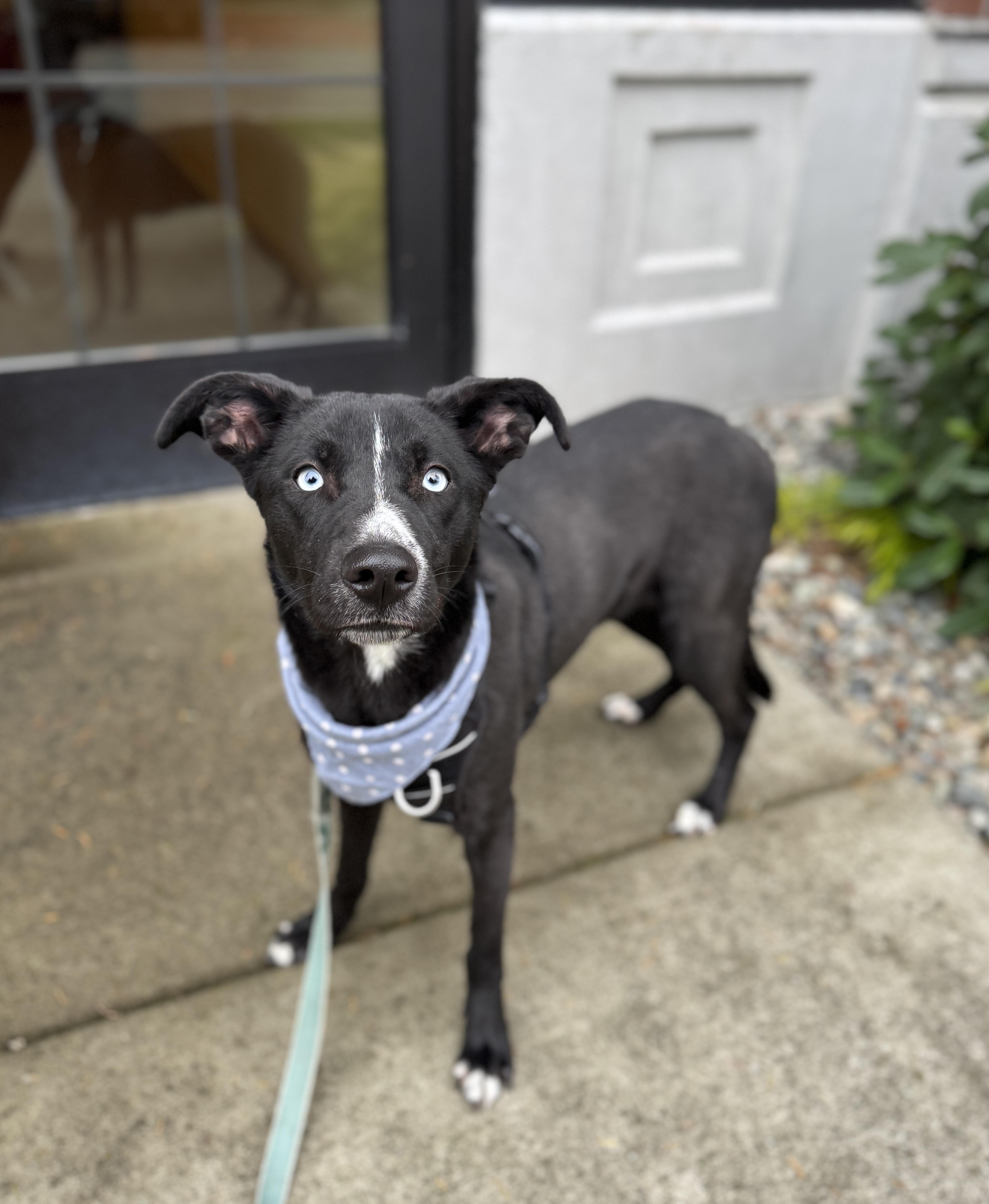 Dog for adoption - Roo, a Border Collie & Labrador Retriever Mix in ...