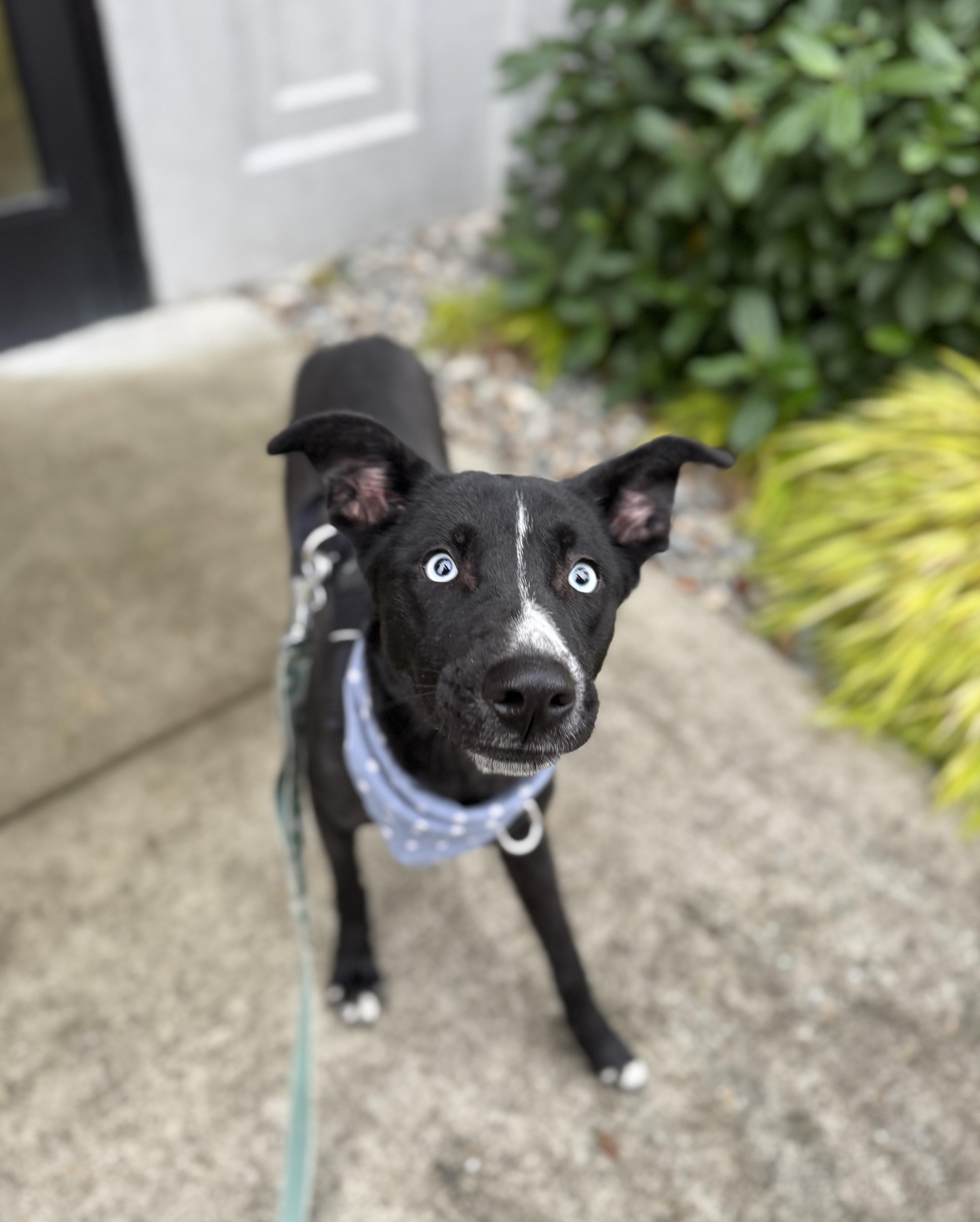 Dog for adoption - Roo, a Border Collie & Labrador Retriever Mix in ...