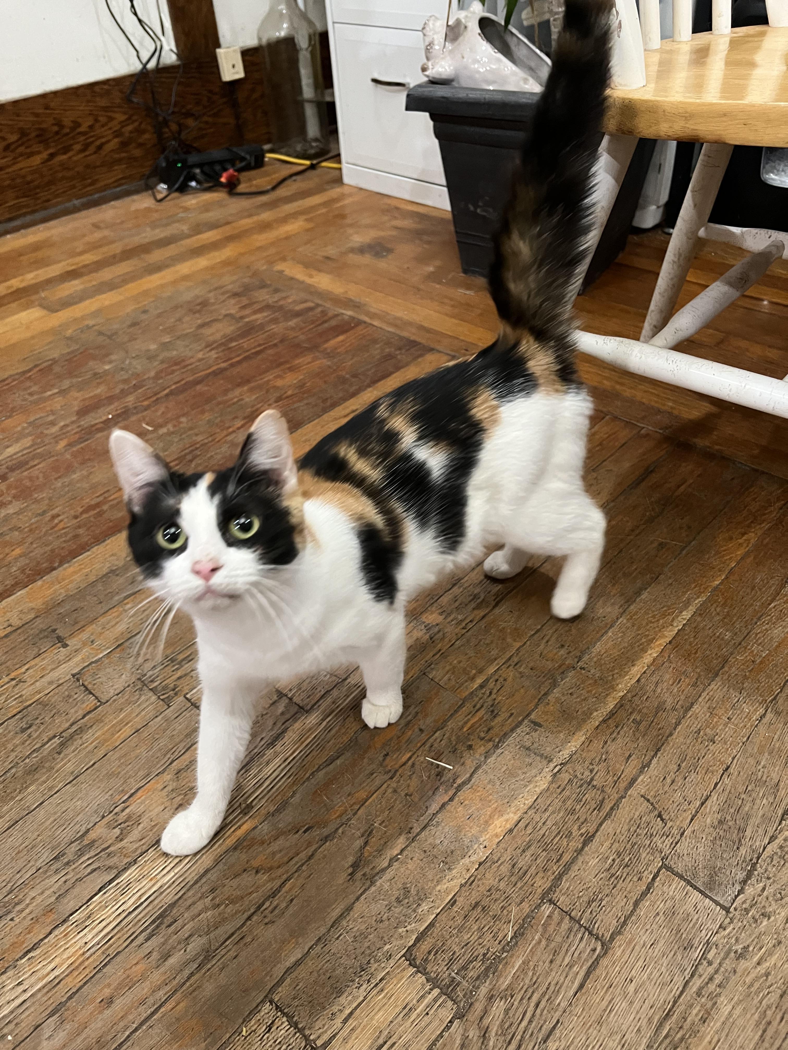 Cat for adoption - Capri, a Domestic Short Hair in Akron, OH | Petfinder