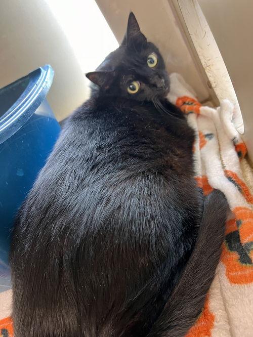 Cat for adoption - 174018 Tiki (Off Site Foster), a Domestic Short Hair ...