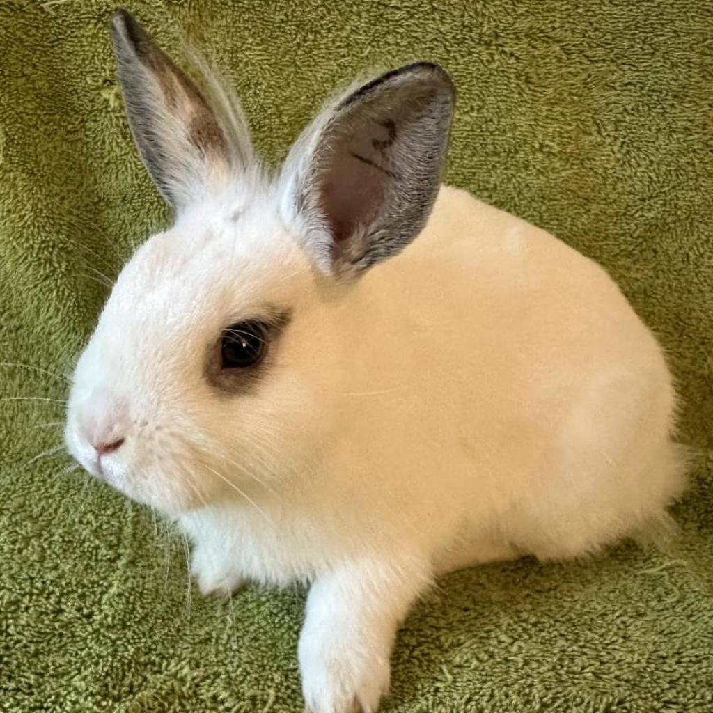 Rabbit for adoption - Chalky, a Bunny Rabbit Mix in Rock Hall, MD ...