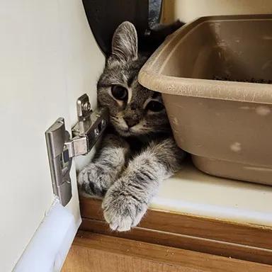 Cat for adoption - 25-57, a Domestic Short Hair in Ridgecrest, CA ...