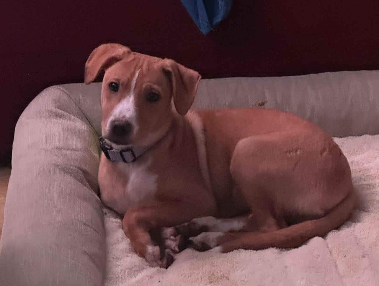 Dog for adoption - ($300 fee)Tess in NH! Come Meet our Adoptable Dogs ...