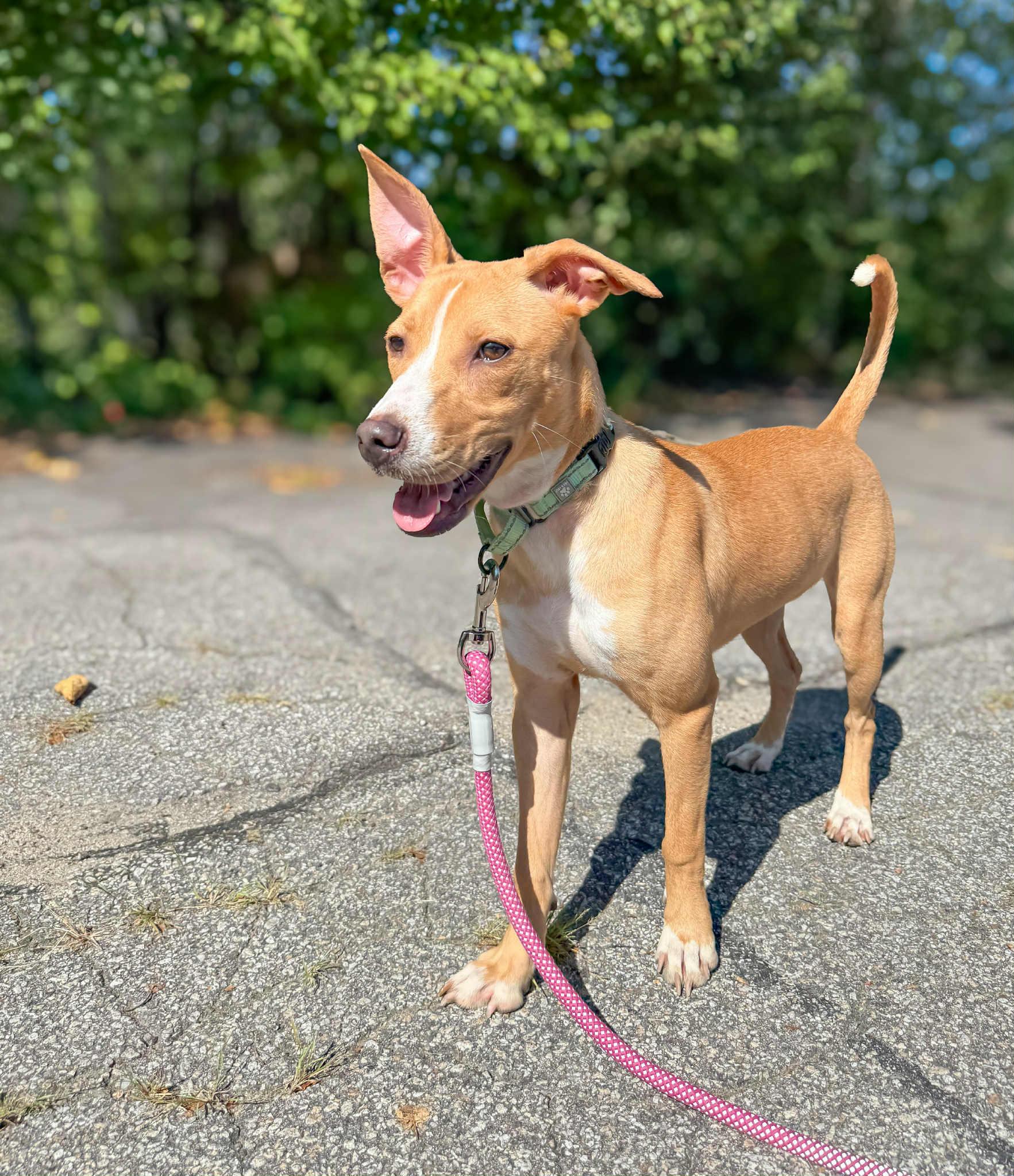 Dog for adoption - ($300 fee)Tess in NH! Come Meet our Adoptable Dogs ...