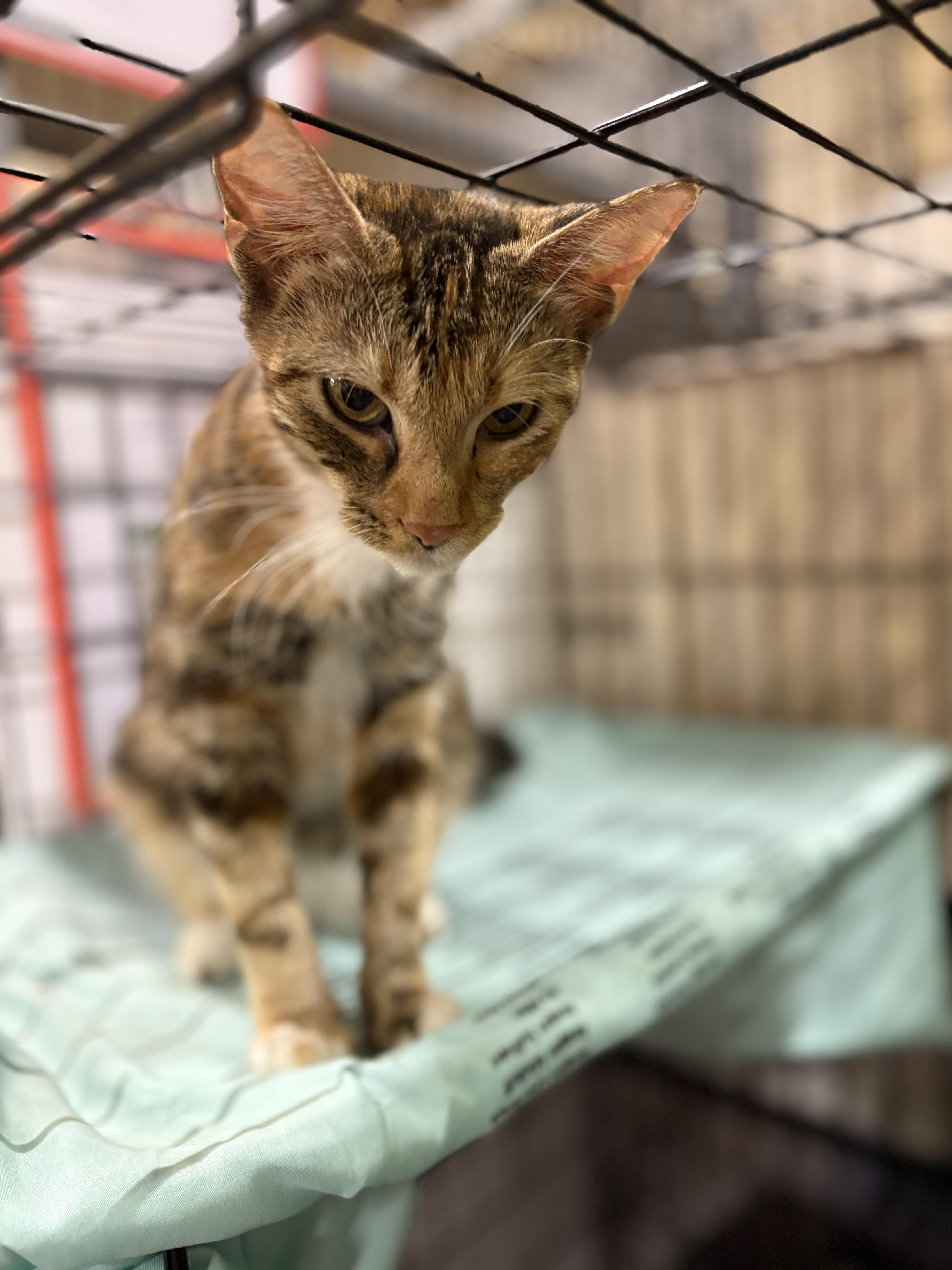 Cat for adoption - Sookie, a Domestic Short Hair in Centerville, GA ...