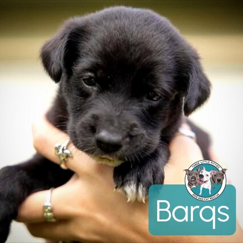 Dog for adoption - Barqs Root Beer Soda, a Labrador Retriever ...