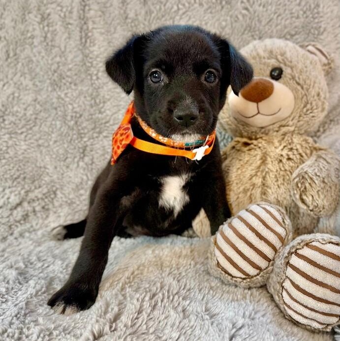 Dog for adoption - Barqs Root Beer Soda, a Labrador Retriever ...