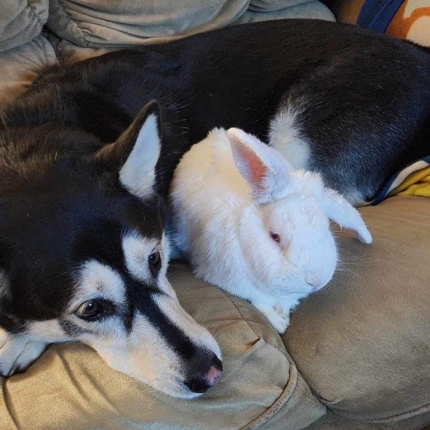 Rabbit for adoption - Frosty, a New Zealand & Lop Eared Mix in Thunder ...