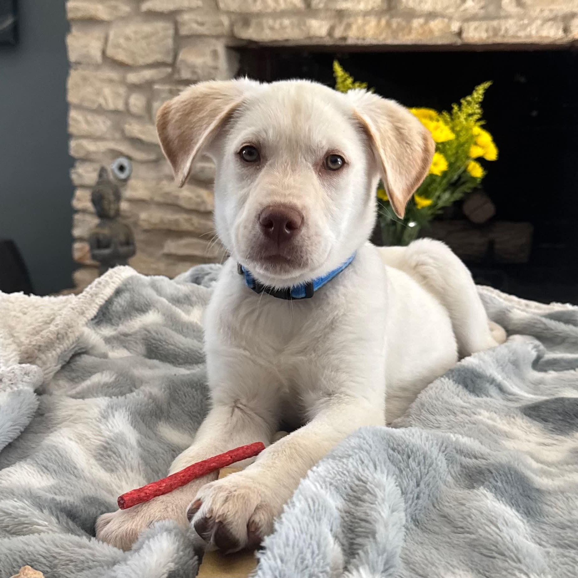 Dog for adoption - Riley, a Labrador Retriever Mix in Brattleboro, VT | Petfinder