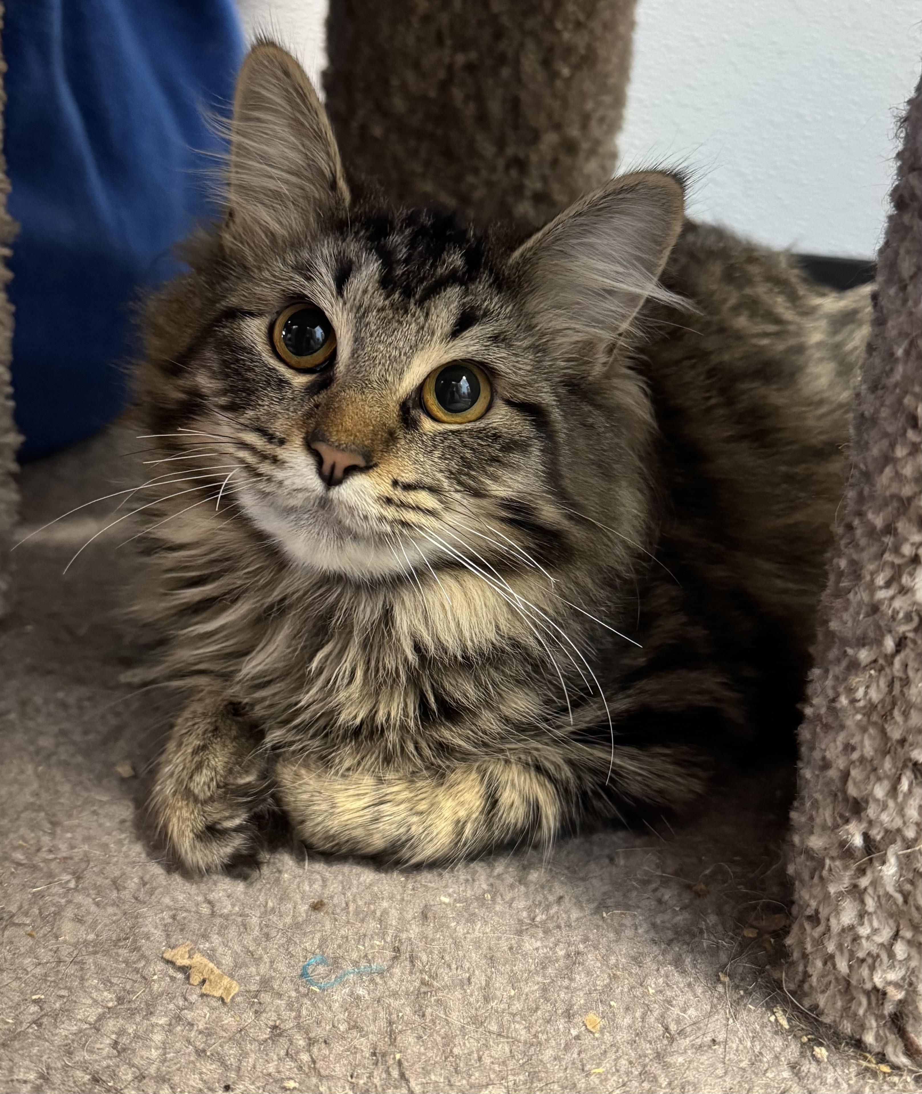 Cat for adoption - Little Lottie, a Tabby & Domestic Medium Hair Mix in ...
