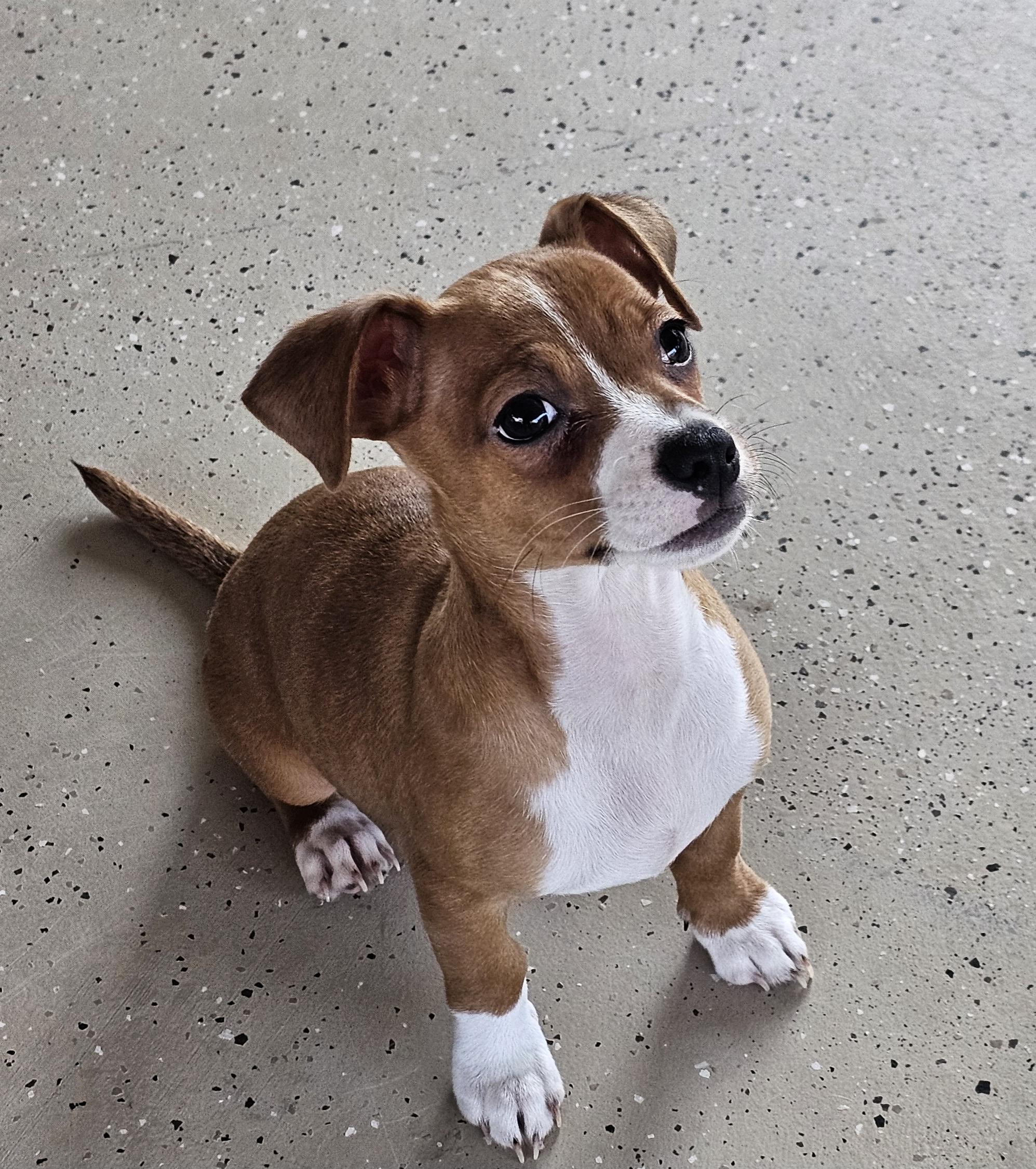 Gameboy - Adoptable Pet | Petfinder | Petfinder