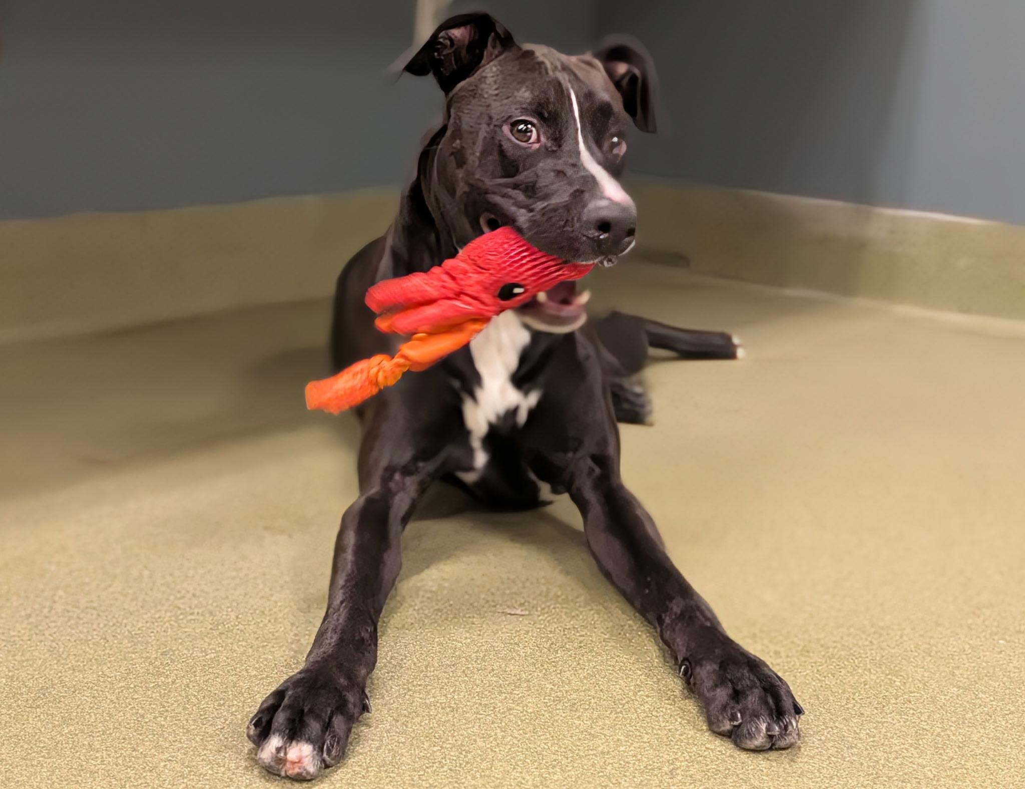 Dog for adoption - URGENT! PAST DEADLINE ABOUT TO LOSE HER YOUNG LIFE ...