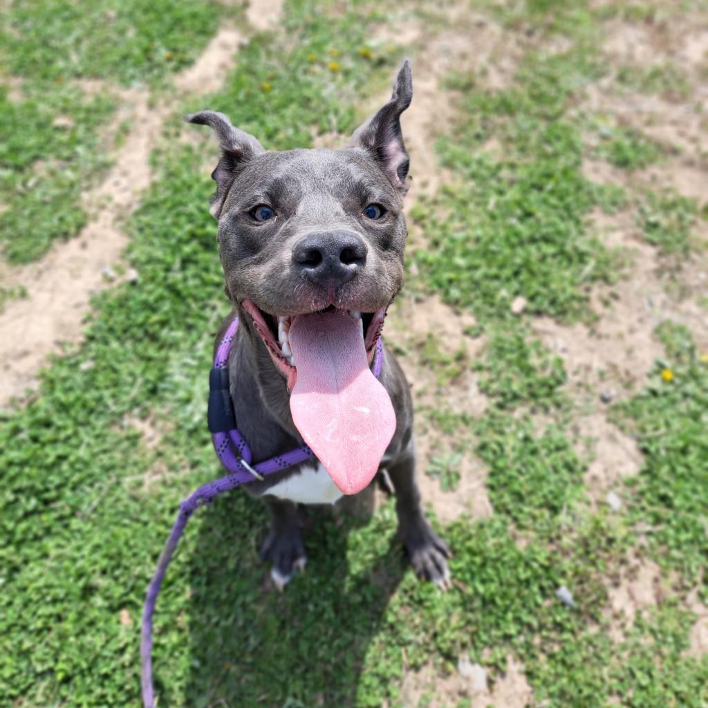 Dog for adoption - Adonis, a Mixed Breed in Cape Girardeau, MO | Petfinder