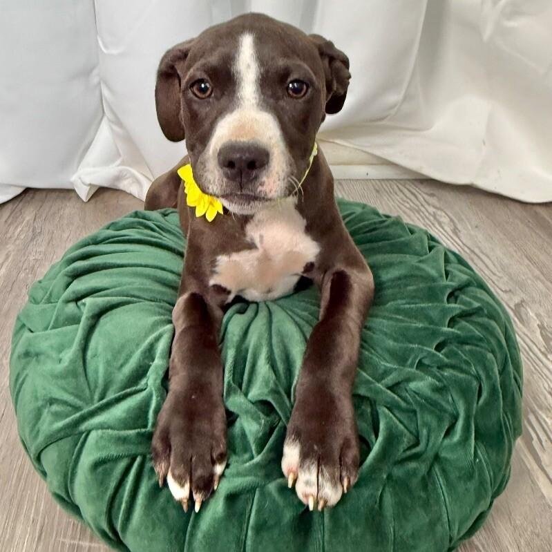 Dog for adoption - Buttercup, a Pit Bull Terrier & Labrador Retriever ...