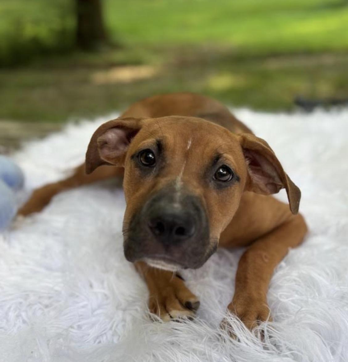 Dog for adoption - Banana, a Rhodesian Ridgeback & Black Mouth Cur Mix ...