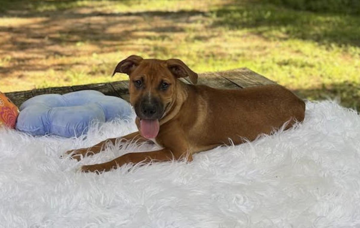 Dog for adoption - Banana, a Rhodesian Ridgeback & Black Mouth Cur Mix ...