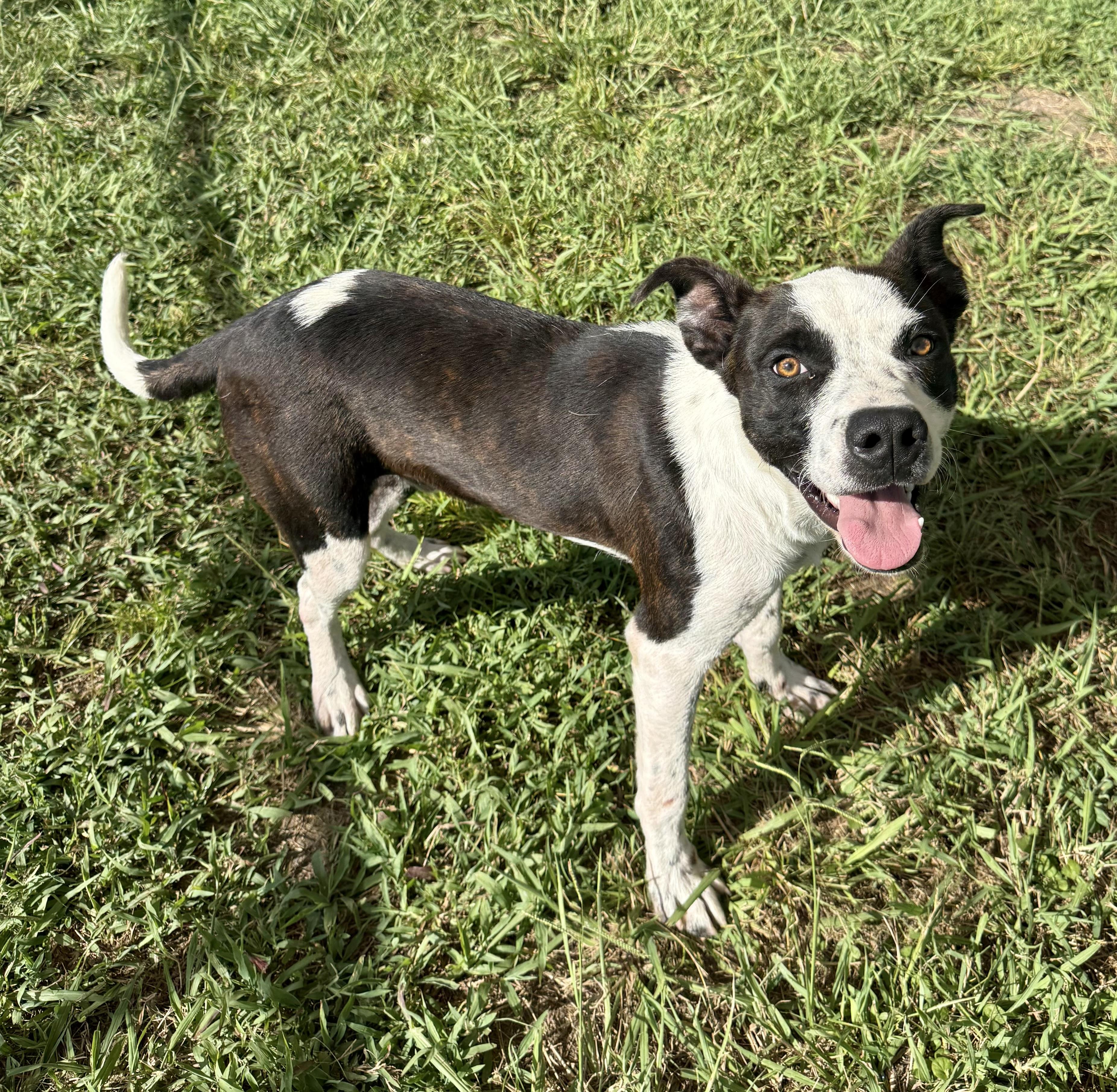Dog for adoption - Bruce, a Pit Bull Terrier Mix in New Haven, CT ...