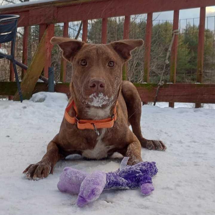 Dog for adoption - Jimmy Jim, a Mixed Breed in Saugerties, NY | Petfinder