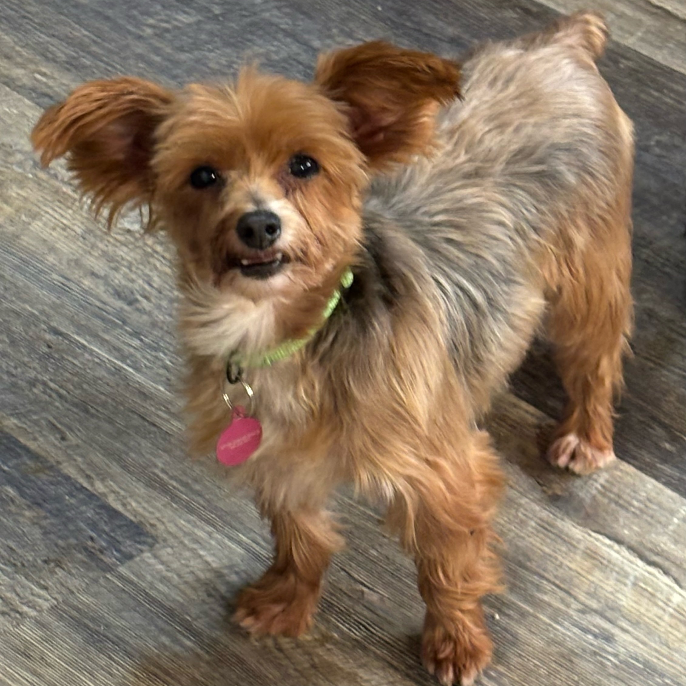 Dog for adoption - Nixi, a Yorkie Poo in Honeoye, NY | Petfinder