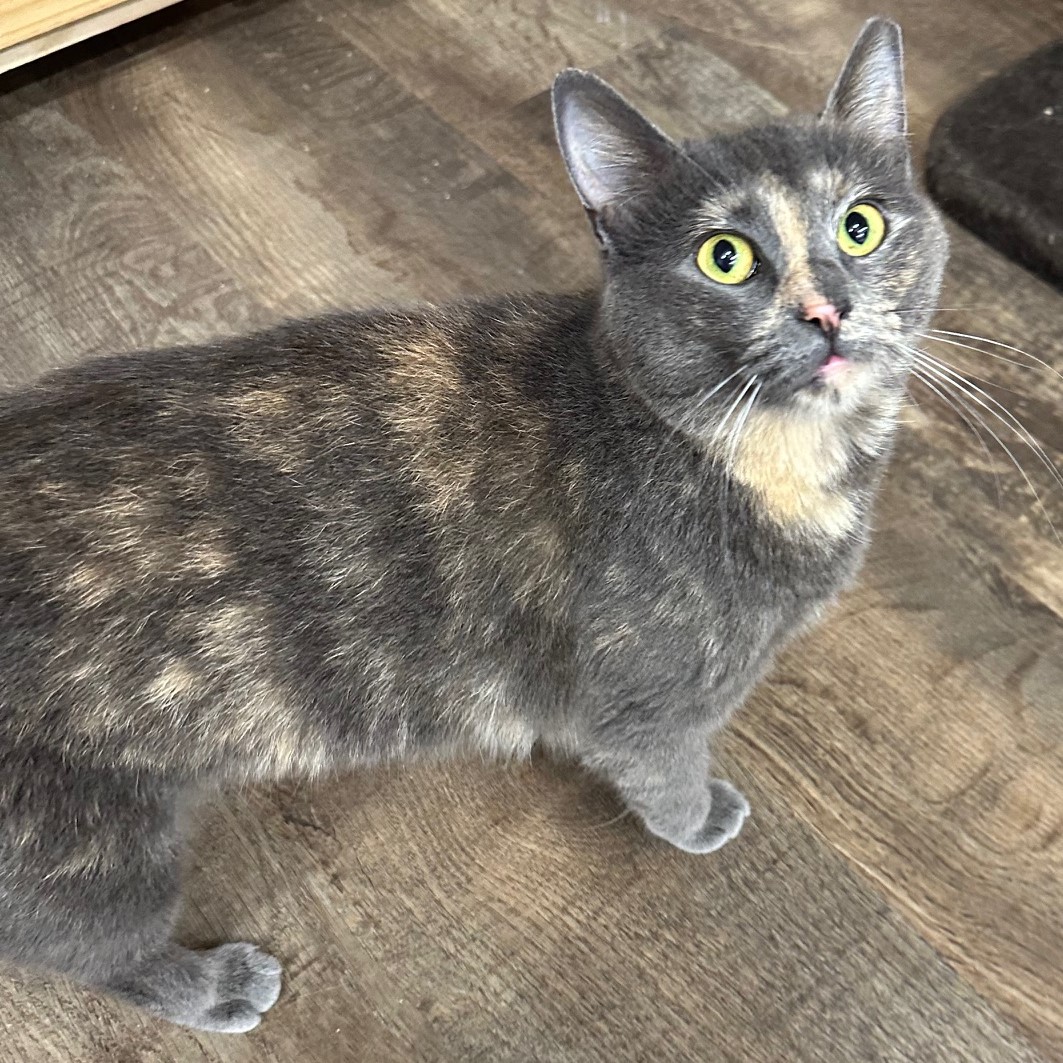 Cat for adoption - Blakey, a Dilute Tortoiseshell in Philadelphia, PA ...