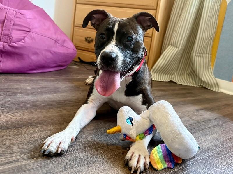 Dog for adoption - Scarlet Sandoval will Love Your Other Dogs!, a Boxer ...