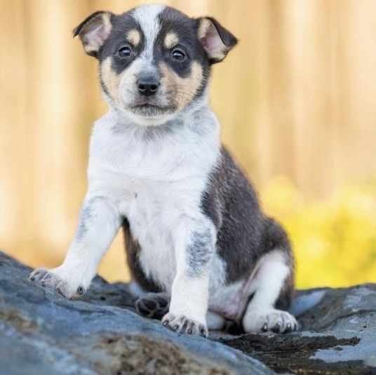 Dog for adoption - Calypso, a Cattle Dog Mix in Santa Rosa, CA | Petfinder
