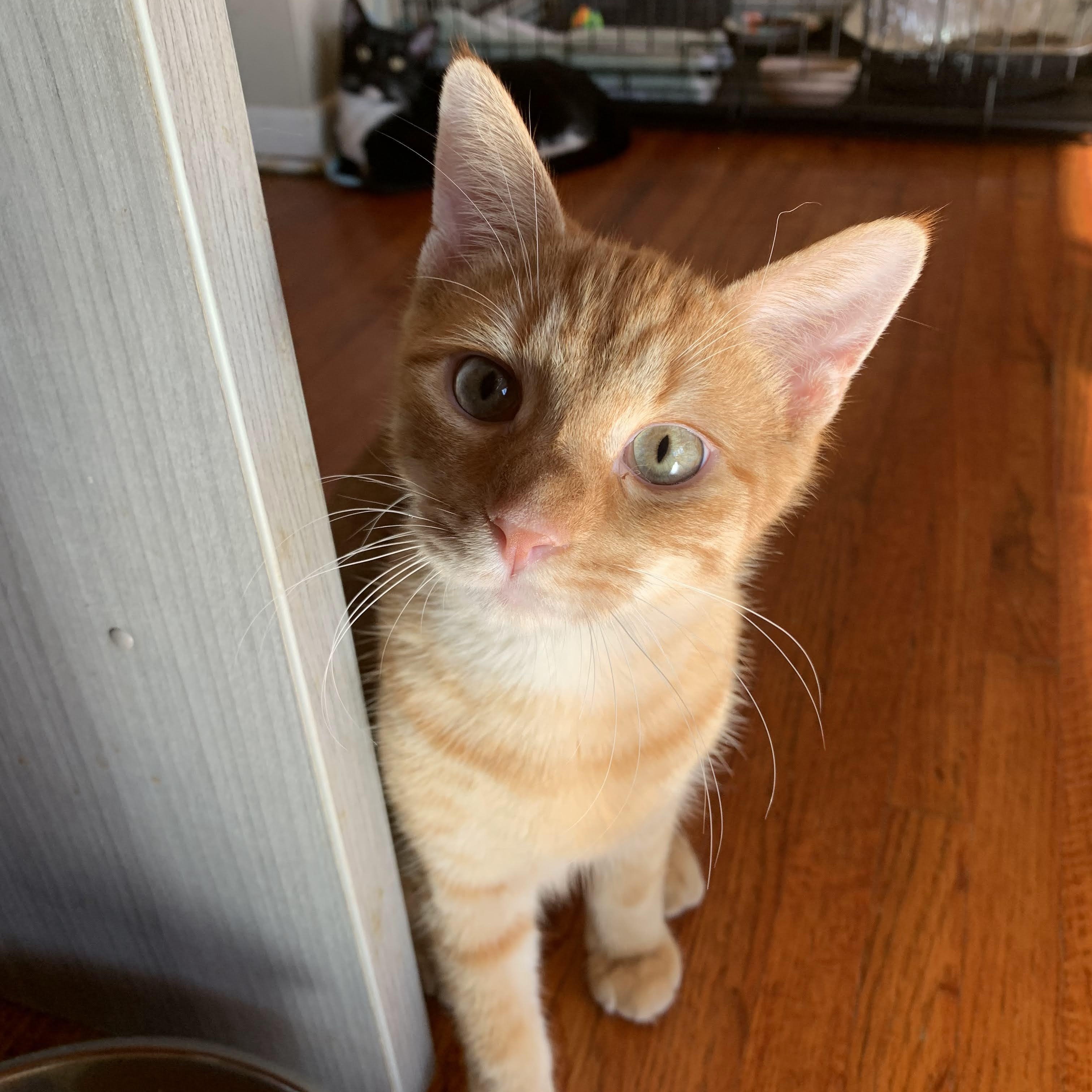 Cat for adoption - Issac & Ivan, a Domestic Short Hair in Buffalo, NY ...