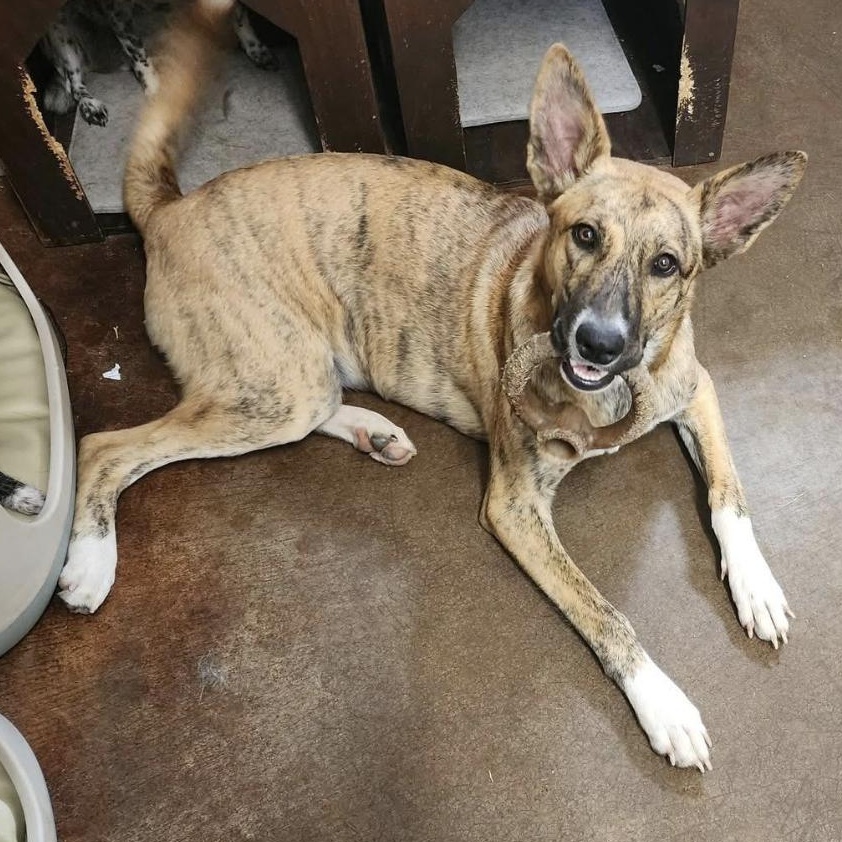 Dog for adoption - Zoey, a Mixed Breed in Albany, NY | Petfinder