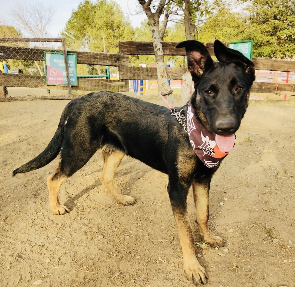 Dog for adoption - Umi, a German Shepherd Dog Mix in Calais , ME ...