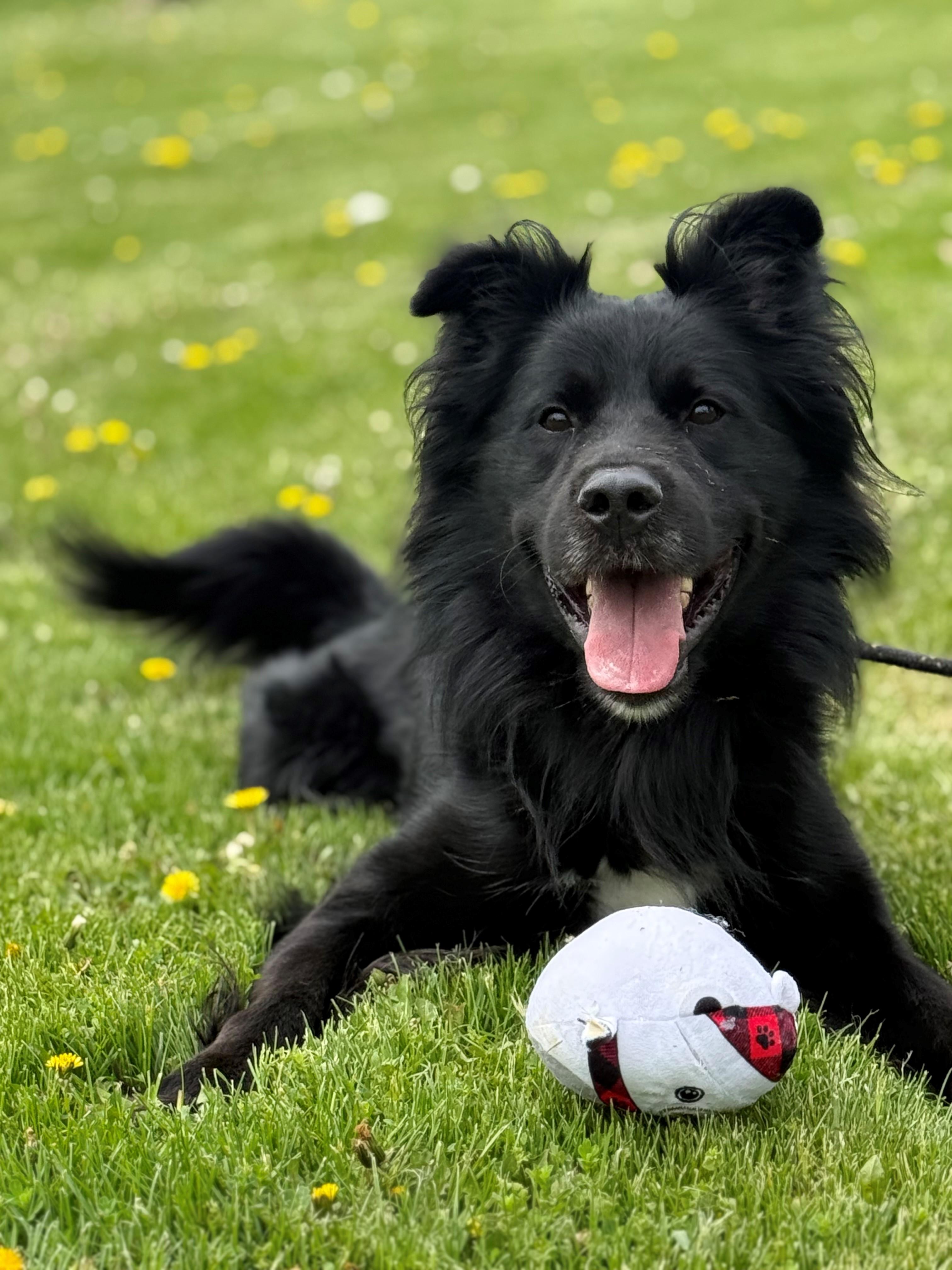 Dog for adoption - Rio, a Border Collie Mix in Hamilton, ON | Petfinder