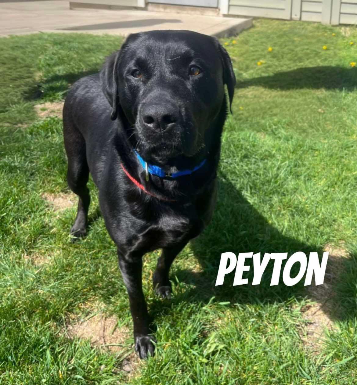Dog for adoption - Peyton, a Black Labrador Retriever in Quincy, MI | Petfinder