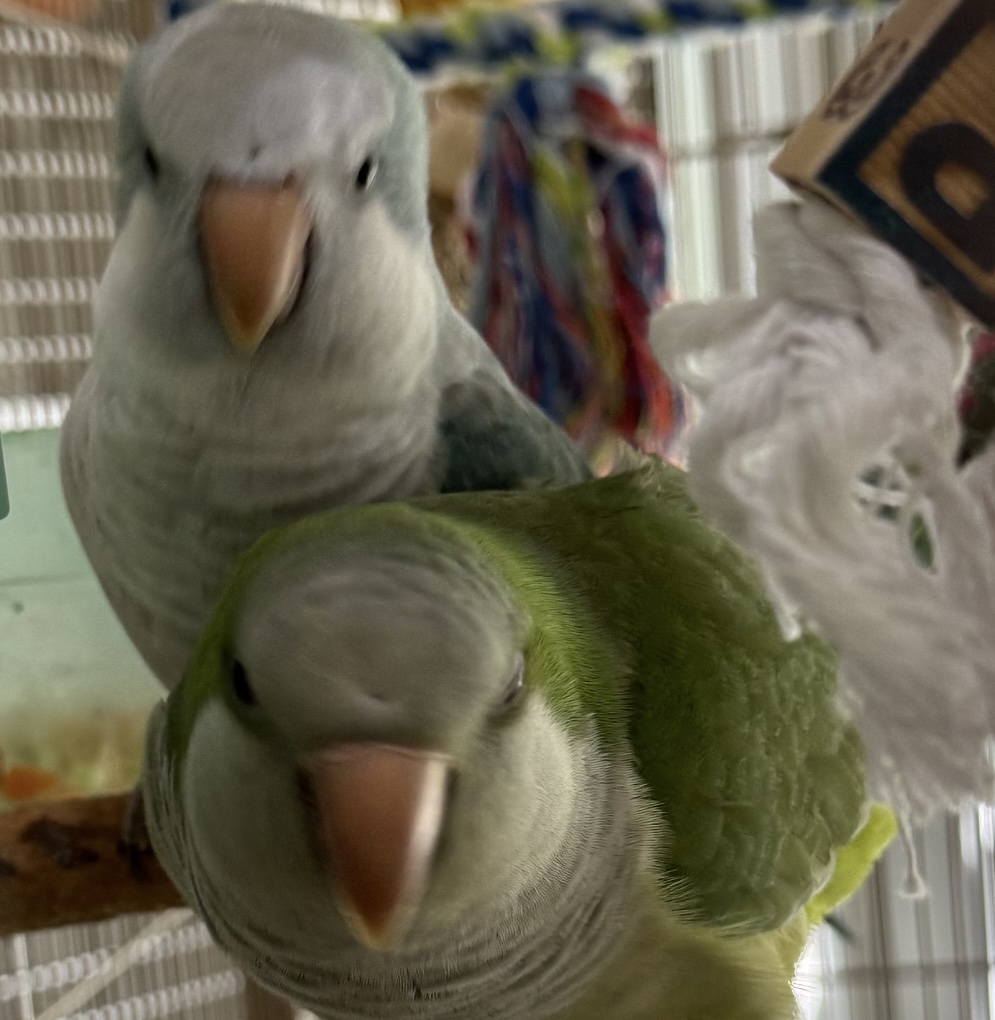 Parrot for adoption - Lily and Dallas, a Quaker Parakeet in Alexander ...