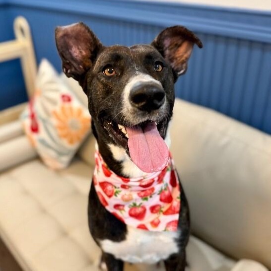 Dog for adoption - Beautiful Bailey, a Shepherd & Boxer Mix in Delta ...