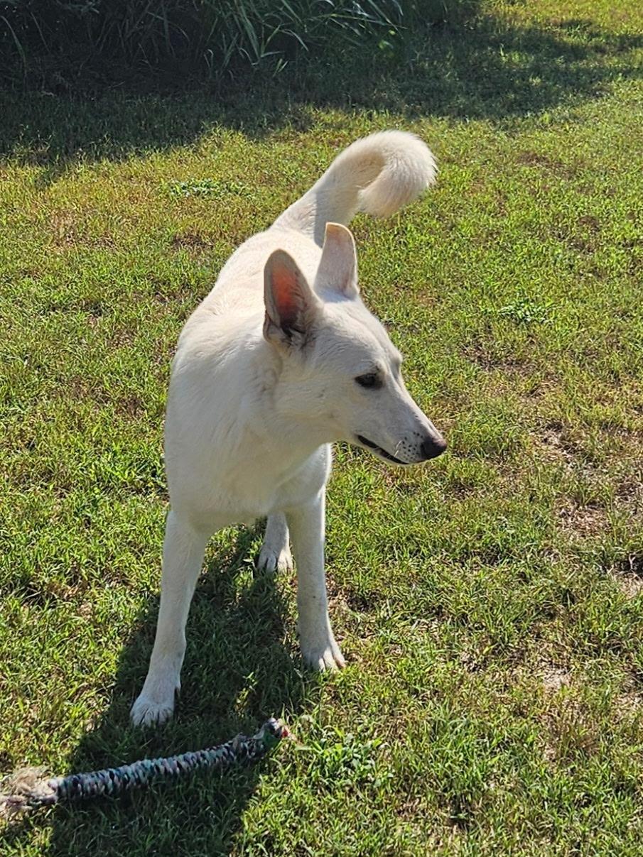 Dog for adoption - Blondie, a White German Shepherd in St Joseph, MI ...