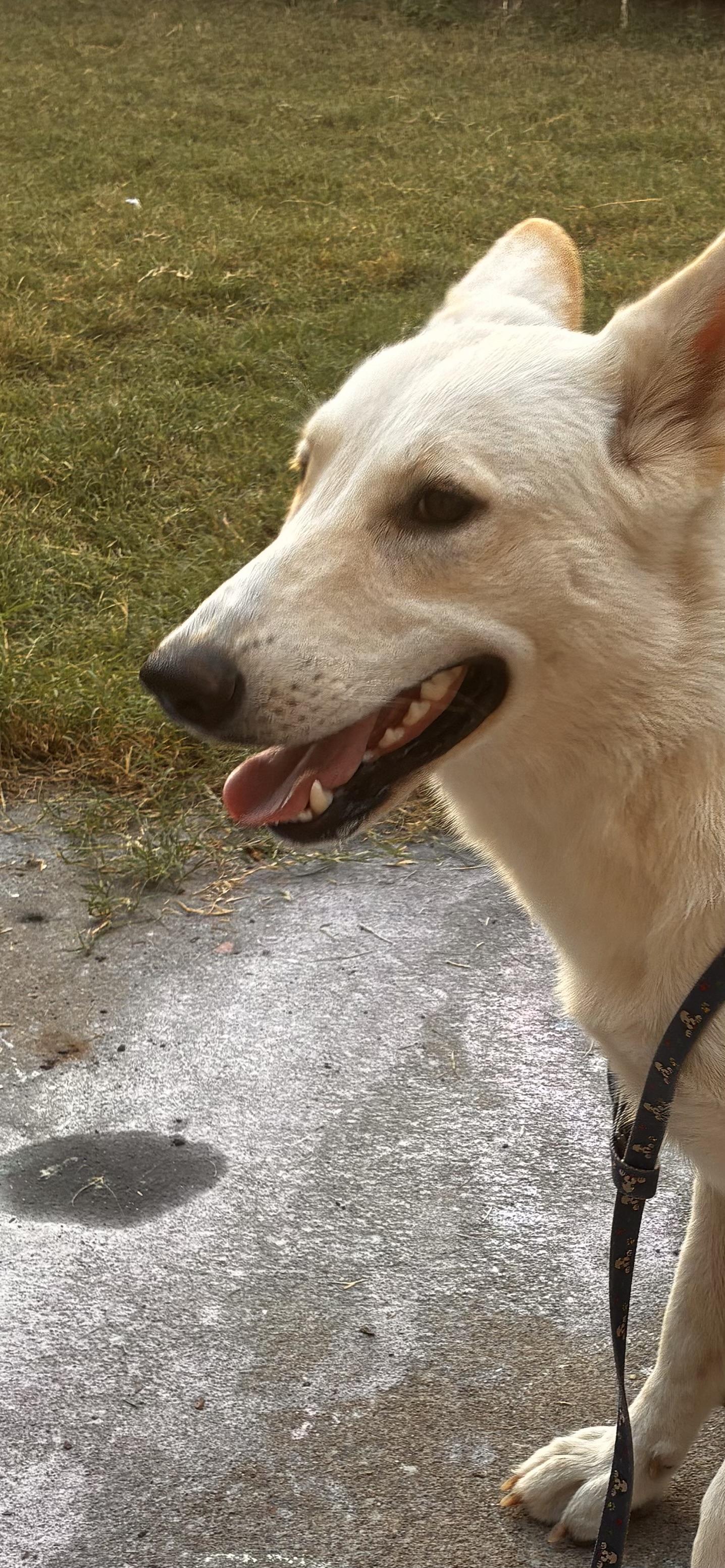 Dog for adoption - Blondie, a White German Shepherd in St Joseph, MI ...