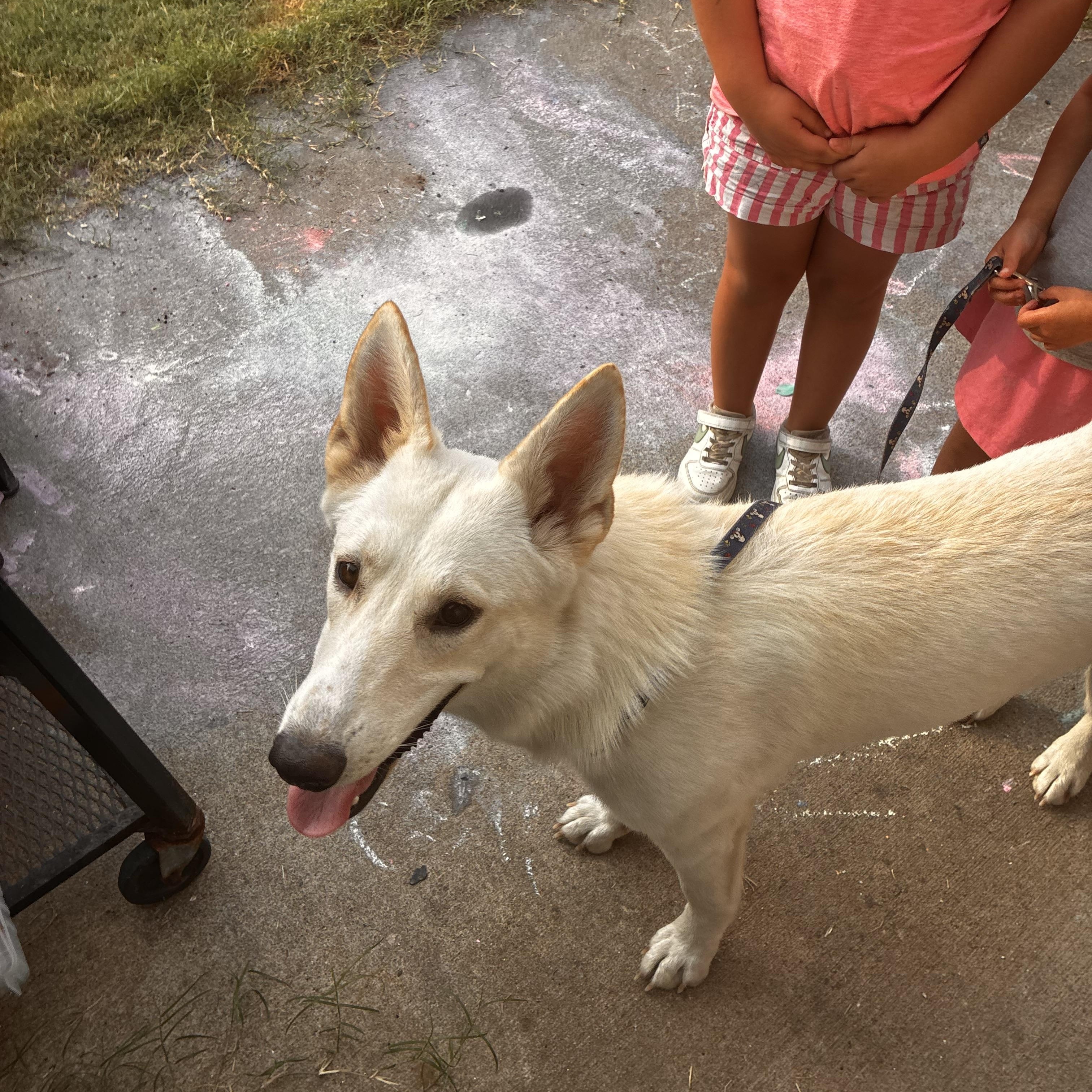 Dog for adoption - Blondie, a White German Shepherd in St Joseph, MI ...