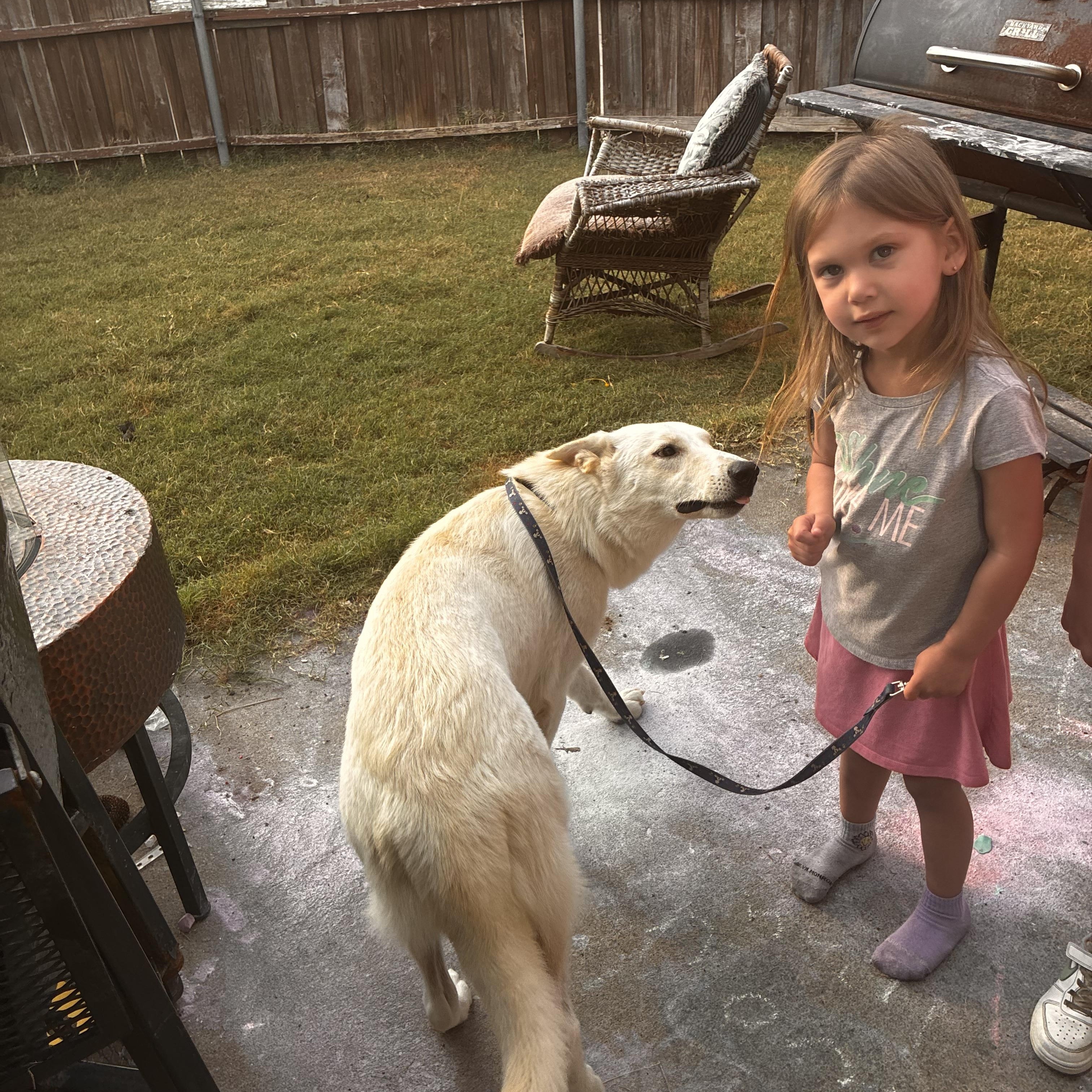 Dog for adoption - Blondie, a White German Shepherd in St Joseph, MI ...