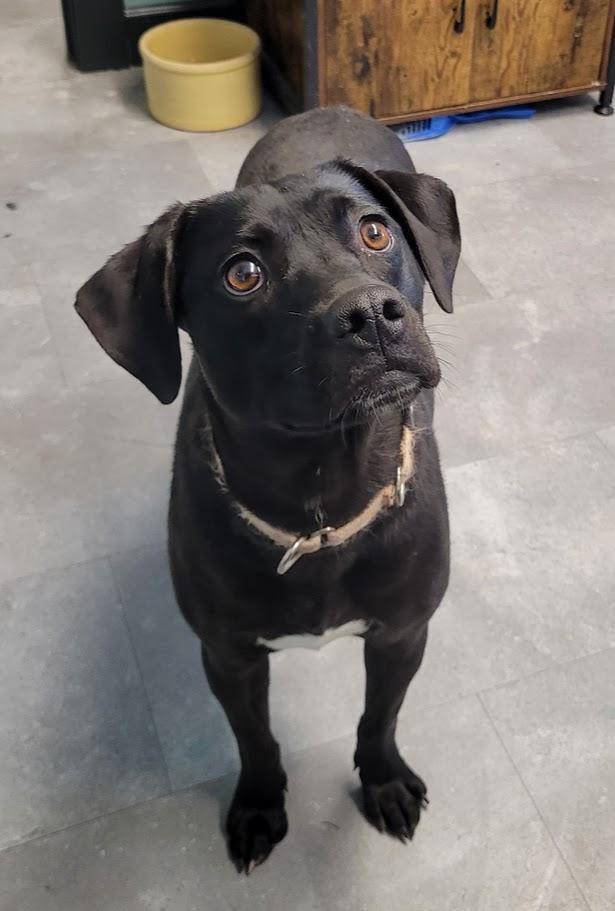 Dog for adoption - Juliet, a Labrador Retriever Mix in Lisbon, OH ...