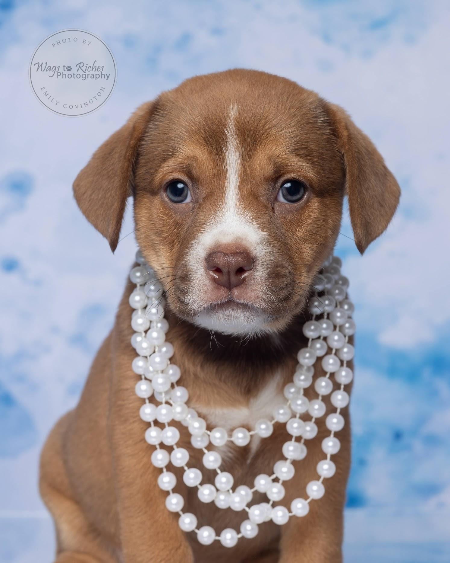 Dog for adoption - Diana - only 11 weeks old, a Terrier Mix in East ...