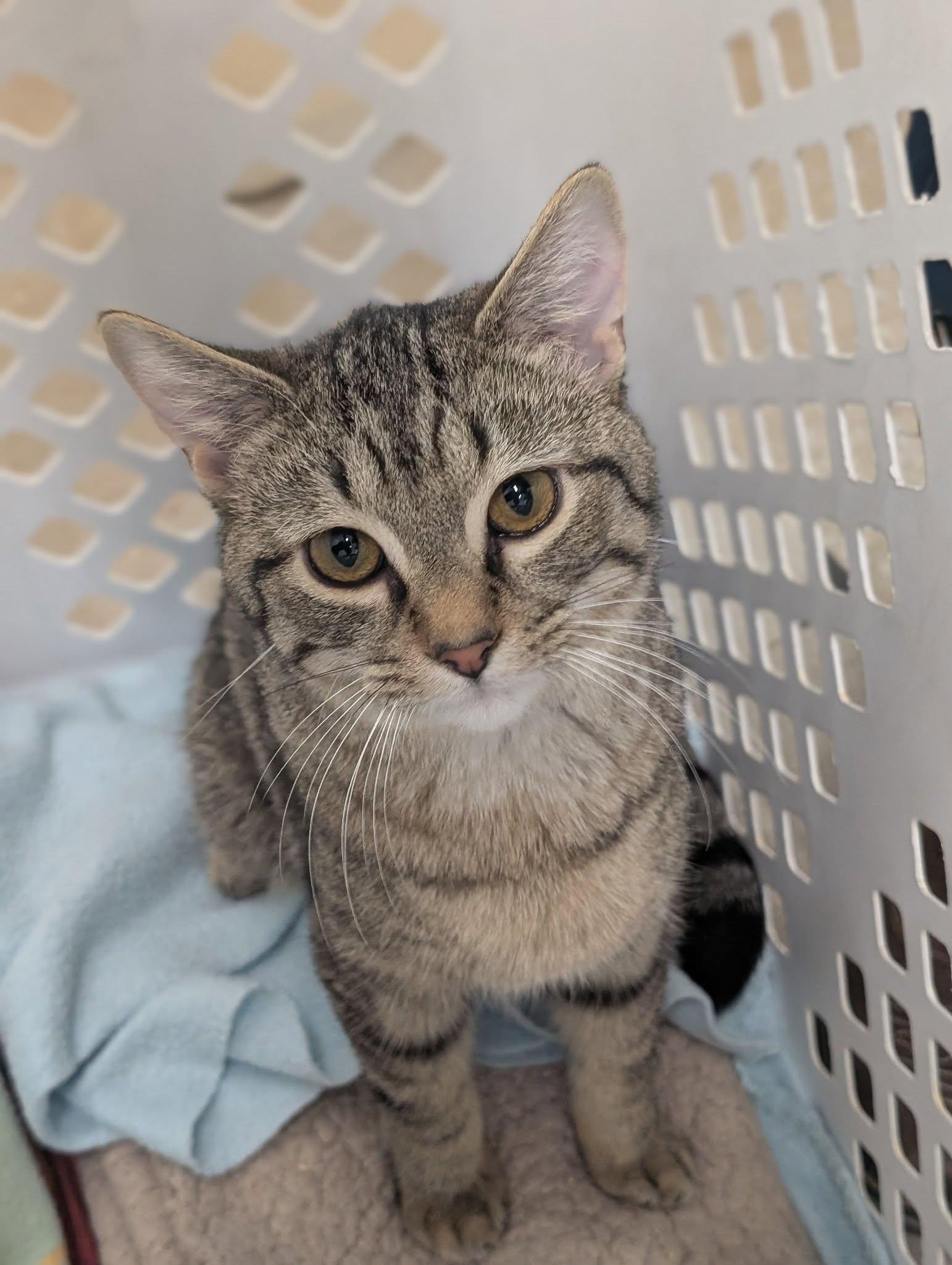 Cat for adoption - Griffen, a Domestic Short Hair in Tilton, IL | Petfinder