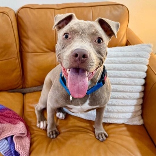 Dog for adoption - Larry Barry bringing joy one wiggle at a time, a Pit ...