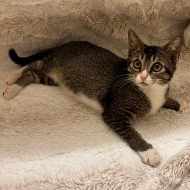 Cat for adoption - Rambo, a Tabby & Domestic Short Hair Mix in ...